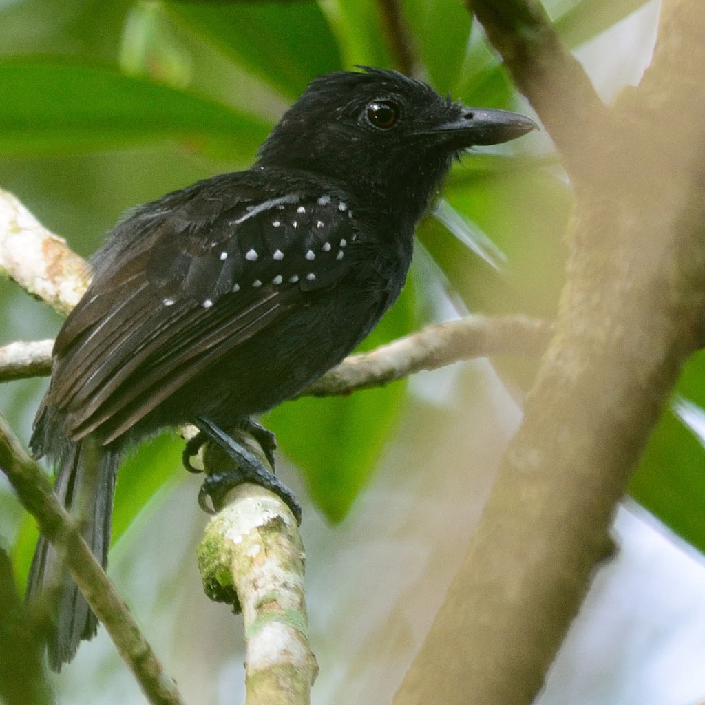 Western Azuero, a report by Bill Adsett