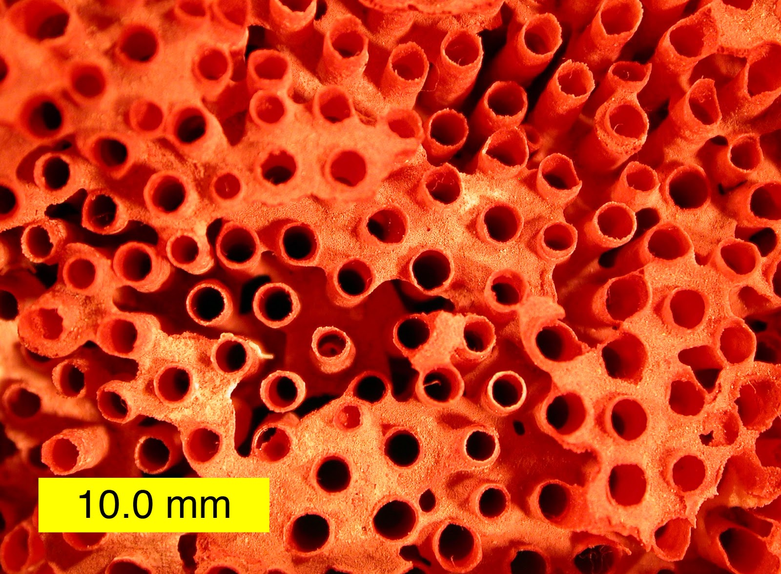 Variety of Life: Octocorallia