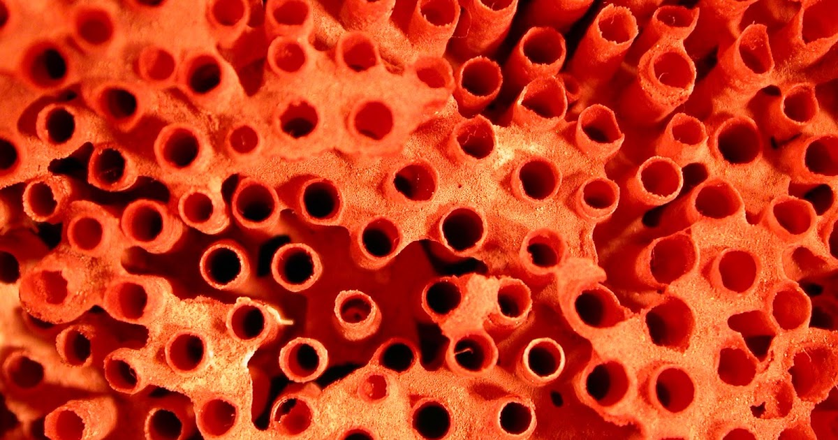 Variety of Life: Octocorallia