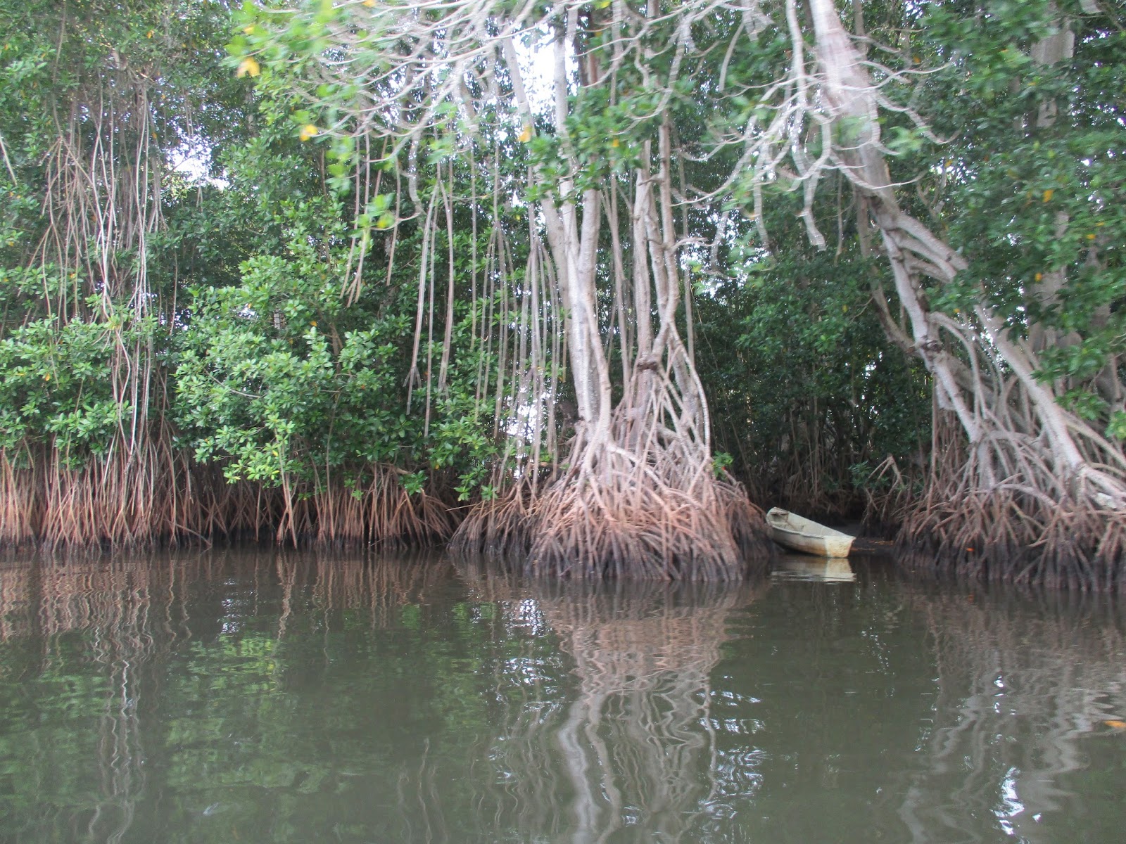 La tercera etapa: Los manglares