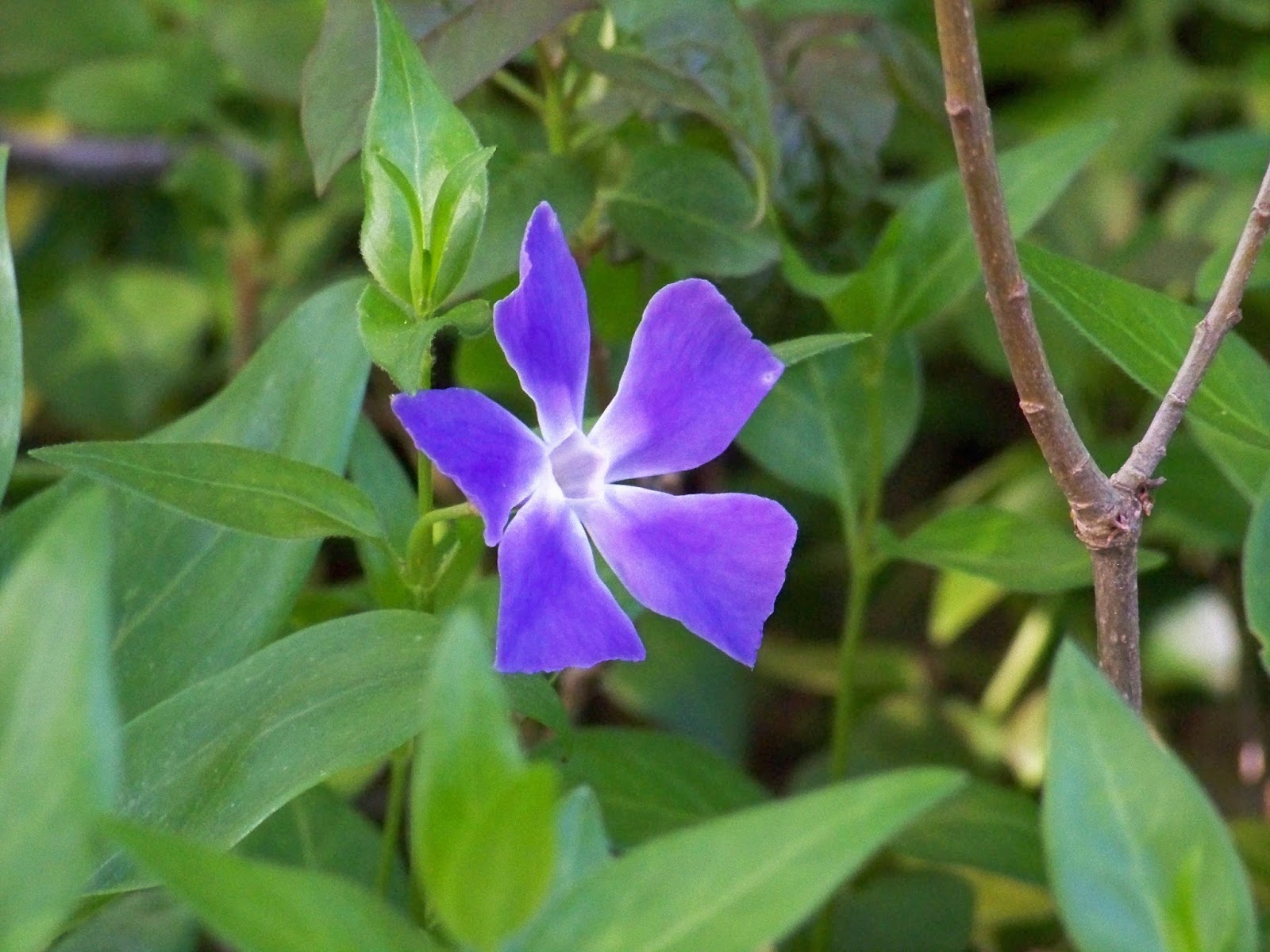 THE BIG GIRL COLOR BOOK photos and art by Wanda Welbourn: Periwinkle ...
