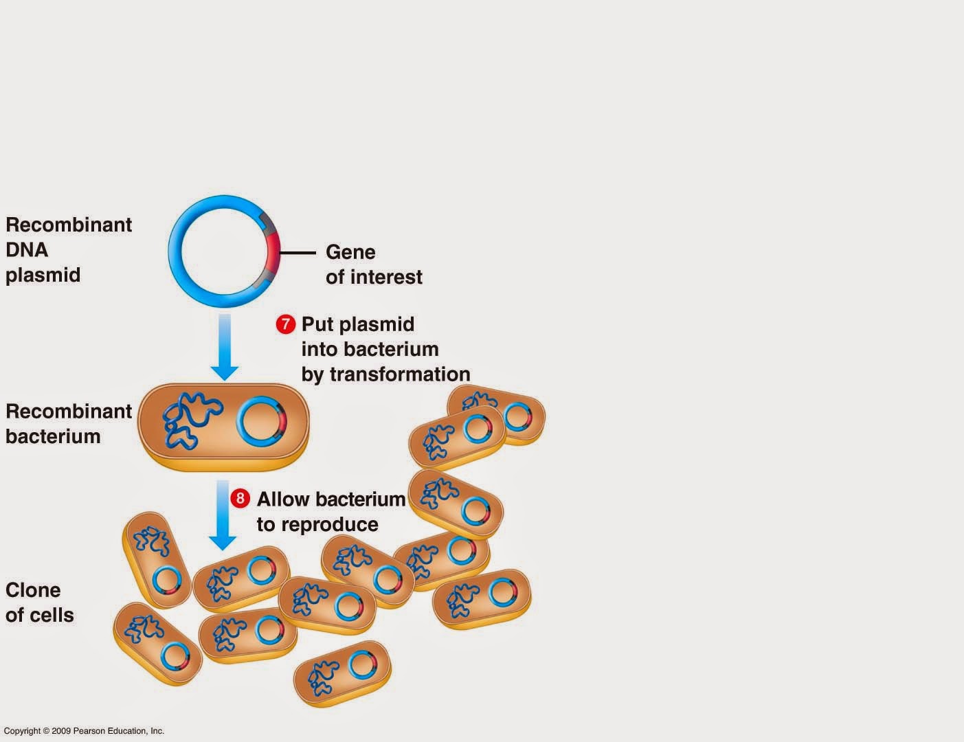Odd Organisms: Gene Cloning