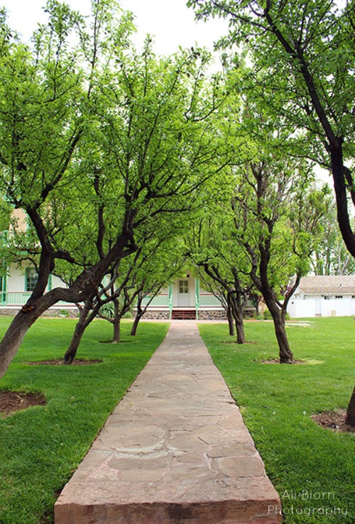 Pathway Lined with Trees - Ali Biorn Photography