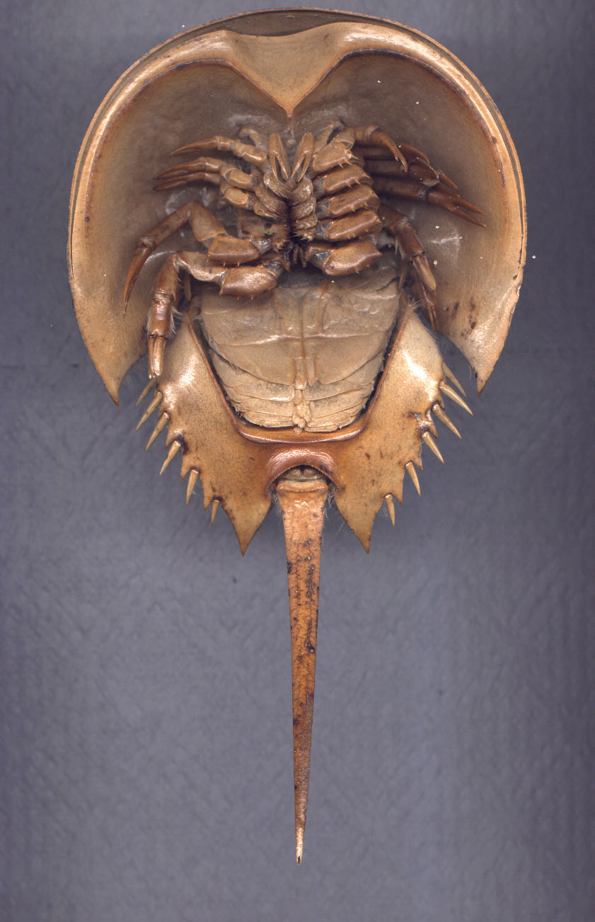 Compañeros de viaje: Cangrejo herradura (Limulus polyphemus)