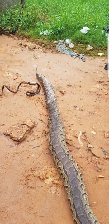 Welcome, It´s Silver Tuke Blog:: Photos! This Huge Python Was Killed In ...