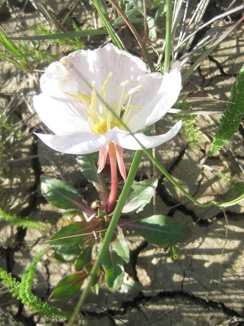 Gumbo Lily: Gumbo Lilies on the prairie...