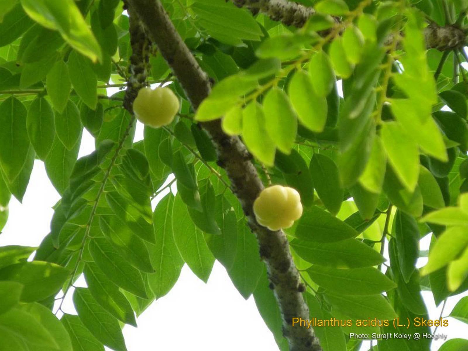 Medicinal Plants: Phyllanthus acidus, Harfarauri, Aranelli, Khasi avla