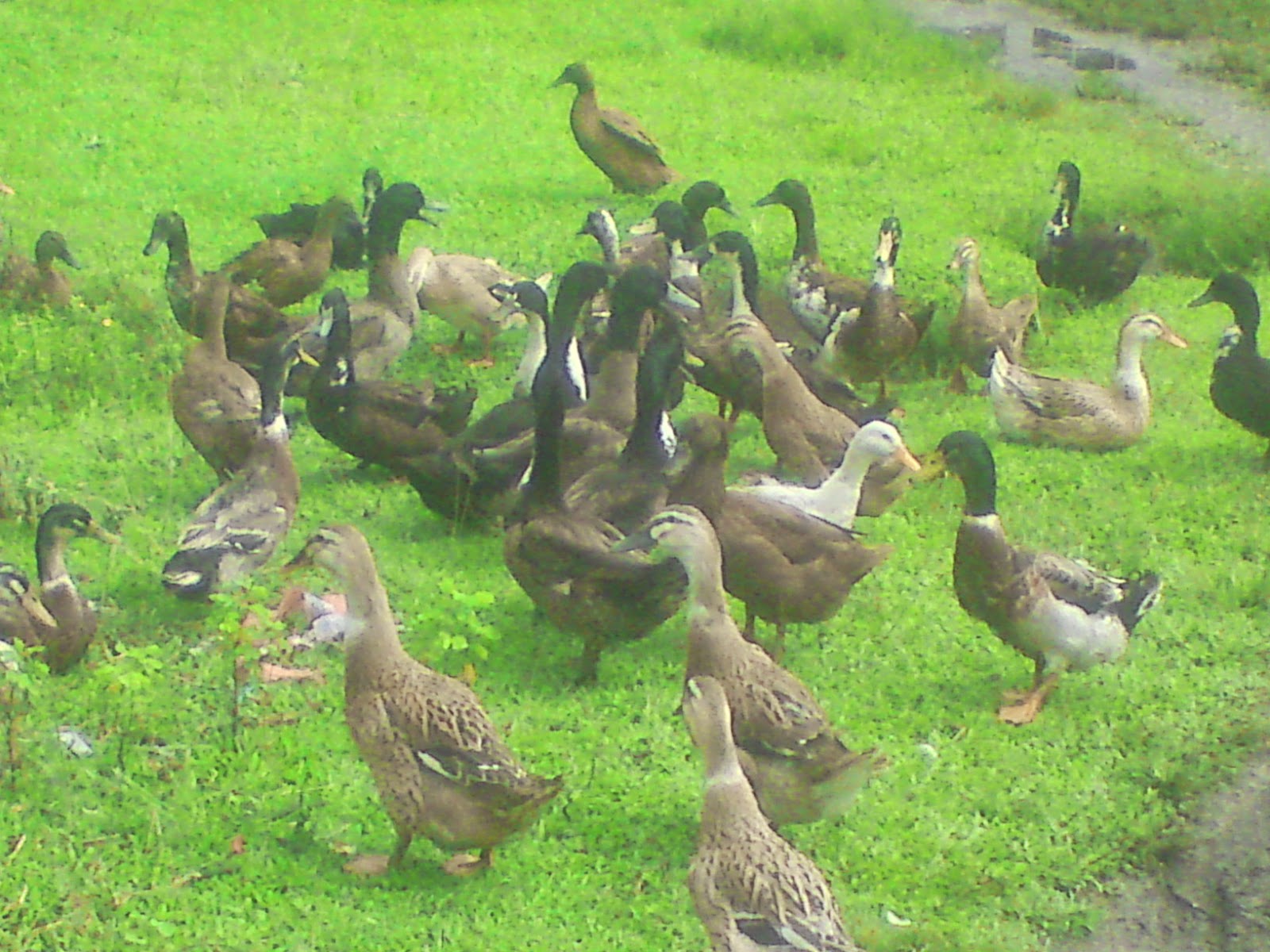 PEMBEKAL ANAK ITIK PENELUR GRED A SELURUH KELANTAN