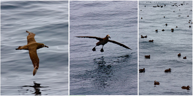 Ship2Shore: Monty Python Would be Proud