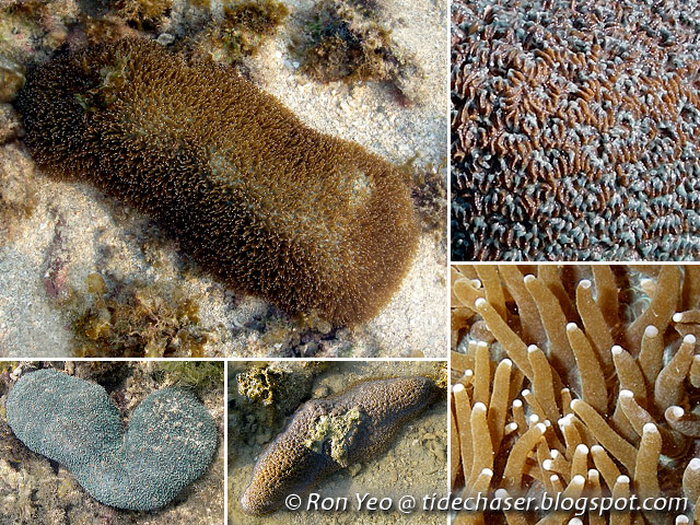 tHE tiDE cHAsER: Hard Corals (Phylum Cnidaria: Order Scleractinia) of ...