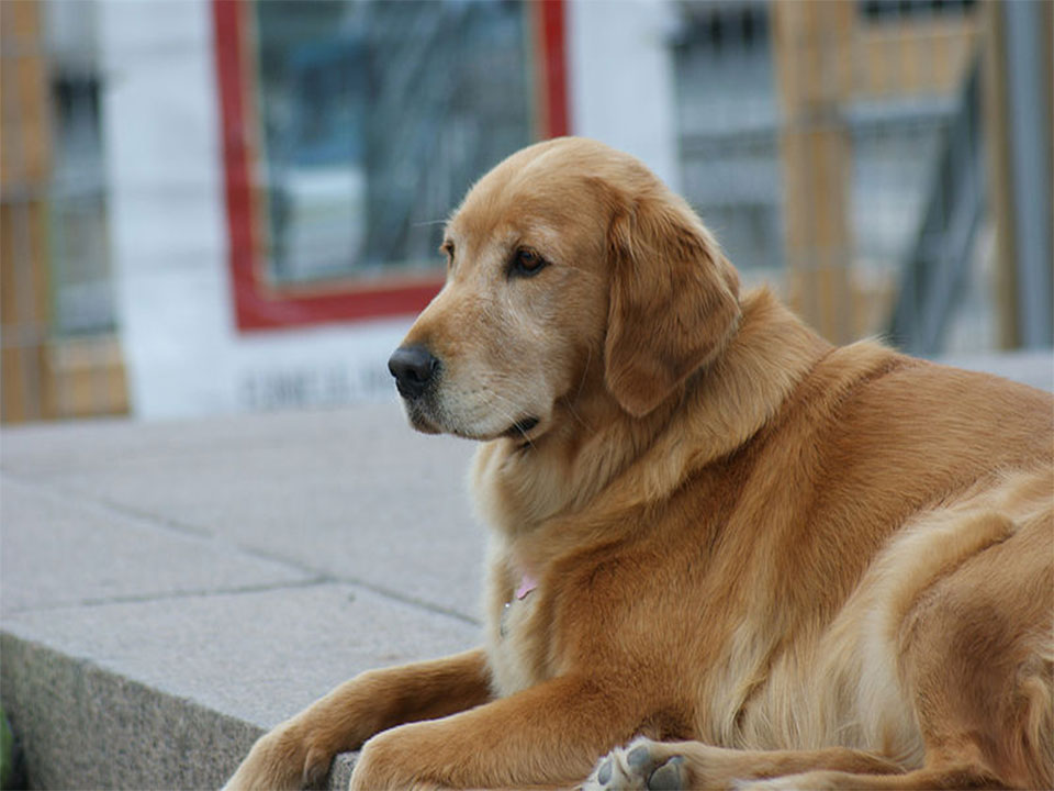 Golden Retriever | Easy Trainable and Most Intelligent Dog Breed | Best ...
