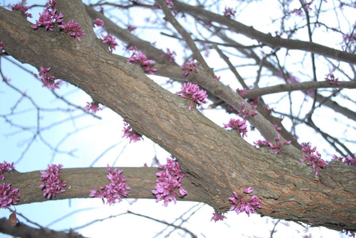 Papias' Logia: Redbud Tree in Spring