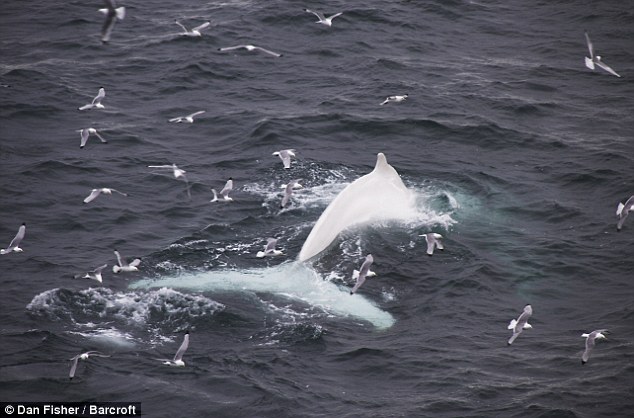 White Wolf : Extremely Rare White Humpback Whale Spotted Near Norway ...