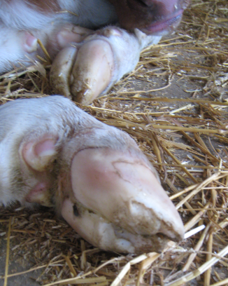 Truth or Dairy: Soft little newborns