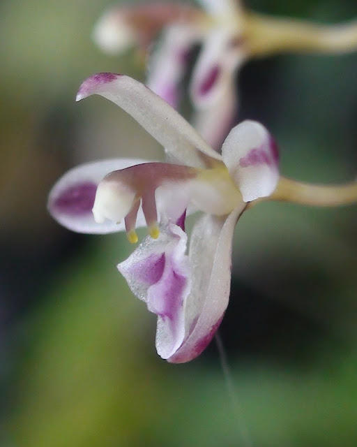 Wild orchids in sumatra: Acriopsis sumatrana Schltr., 1900