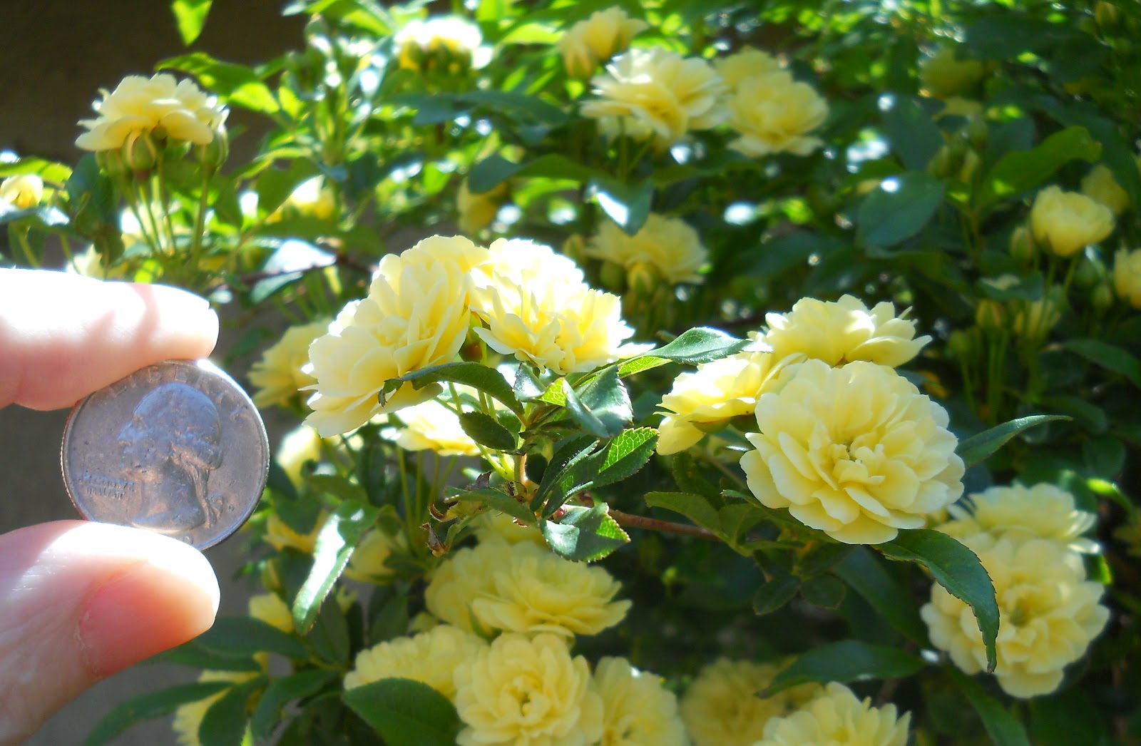 Oddball Observations : MOCK ROSE EXPLOSION