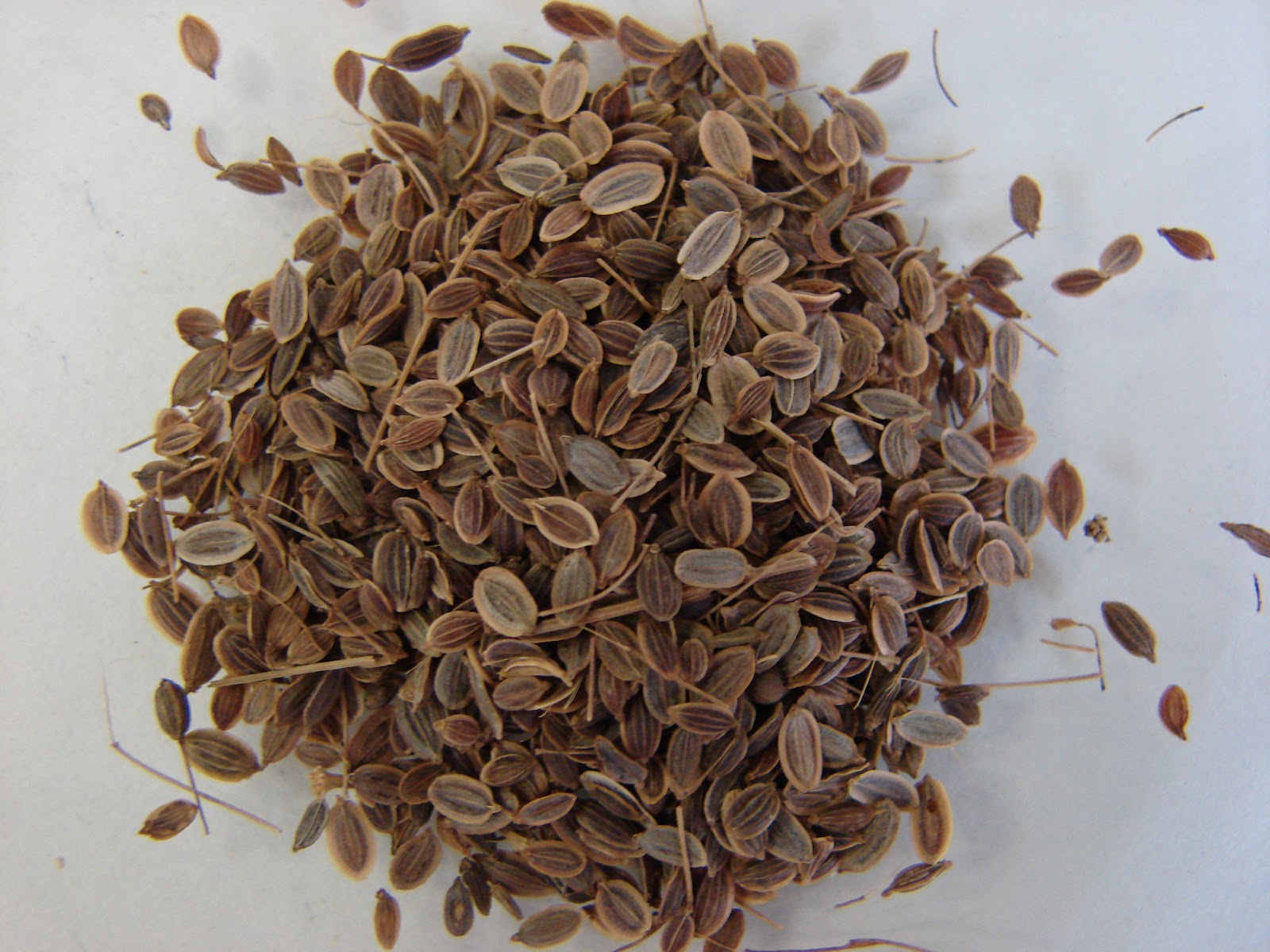 Fructus Anethi , Herbal Medicine - Herbal Medicine Plants