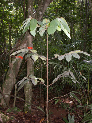 ECOSISTEMAS DE COSTA RICA: BOSQUE TROPICAL OMBRÓFILO DE BAJA ALTITUD
