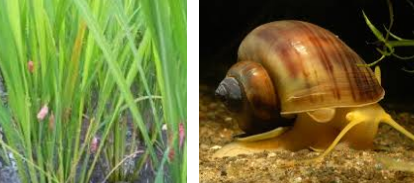 Hama keong mas, bisa punah hanya dengan bekatul - kliktani.com