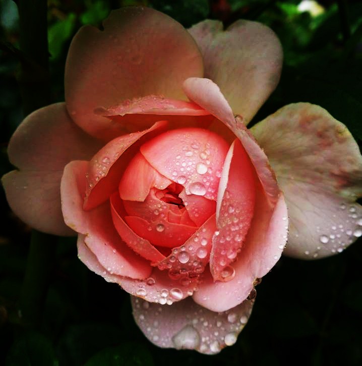 c o u n t r y r a b b i t: Sea Rose...