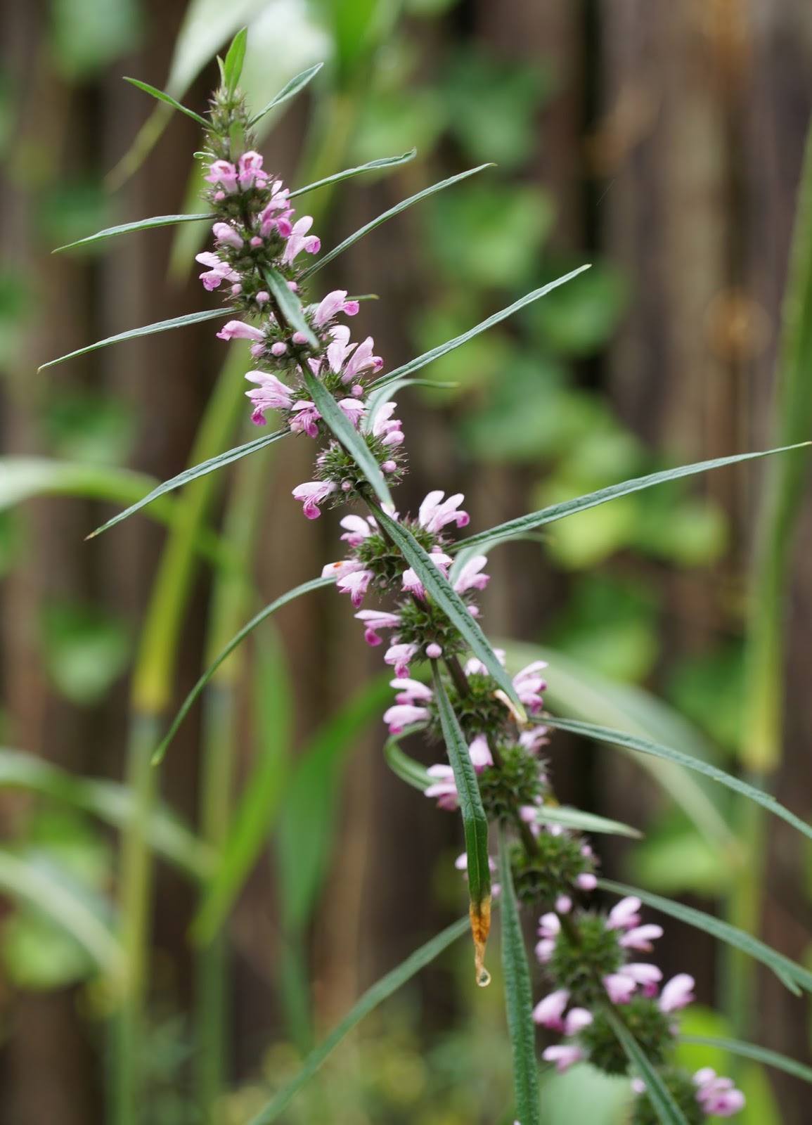 Fra frø til blomst: Nye hvide stauder