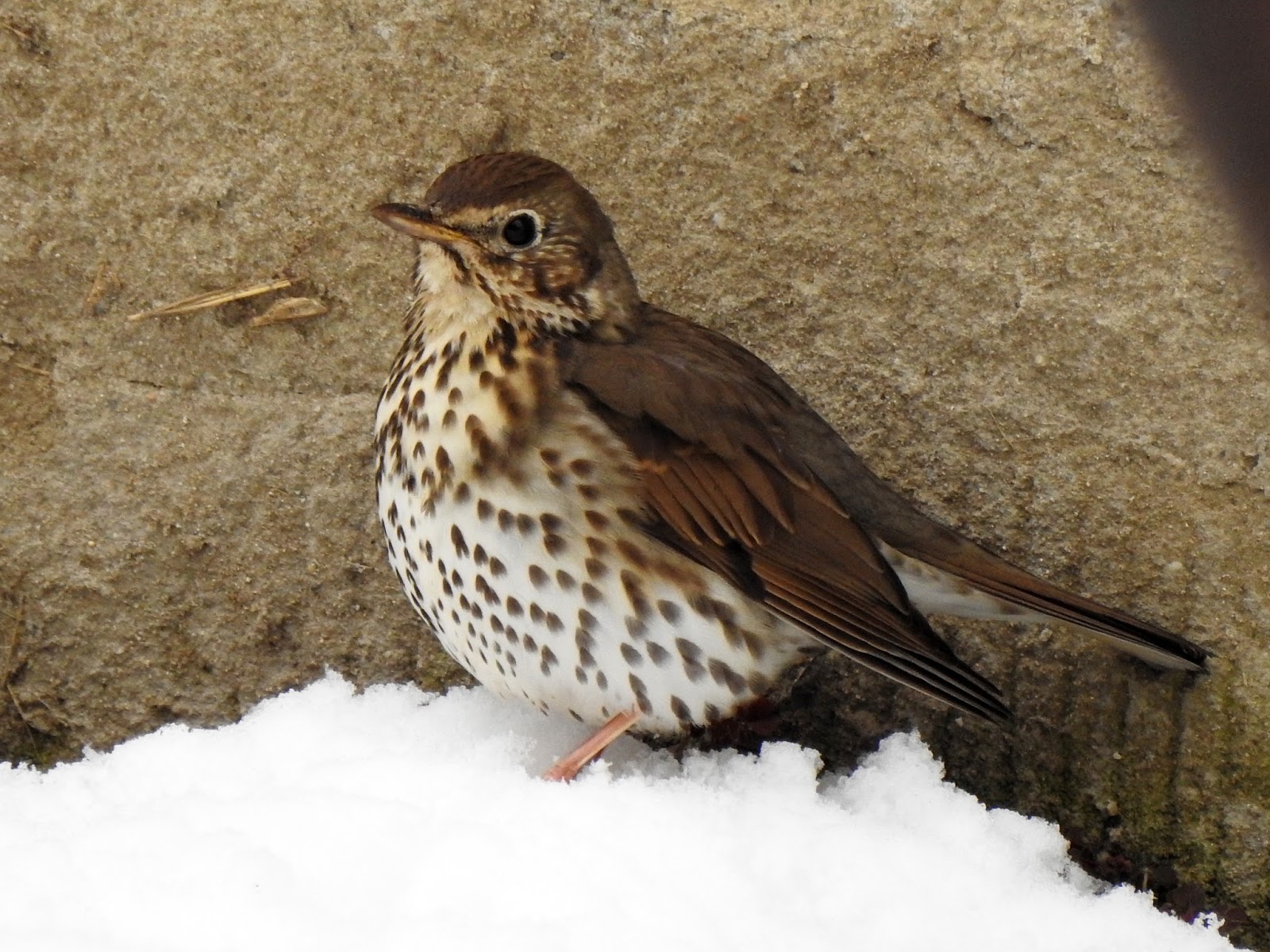PASARI DIN ROMANIA: STURZ CANTATOR, Turdus philomelos