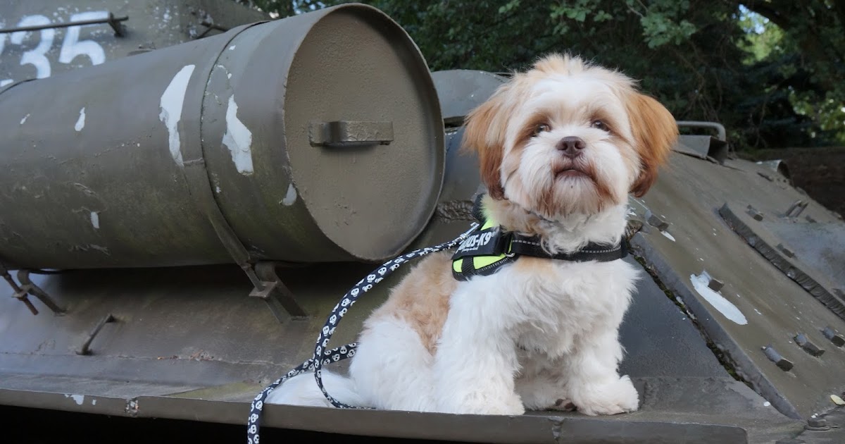 Lhasa Apso Mort: Jakie szelki dla lhasa apso i shih tzu, recenzja Julius K9