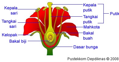 Gambar Bunga Anggrek Hitam Papua Bunga Anggrek Langka - Tanaman Hias