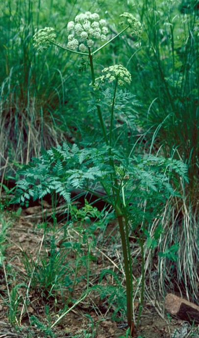 Growing Hermione's Garden: Ligusticum porteri - Osha