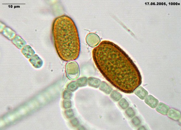 Cyanophyceae (Alga Hijau- Biru) ( Ordo Hormogonales): “ Cyanophyceae ...