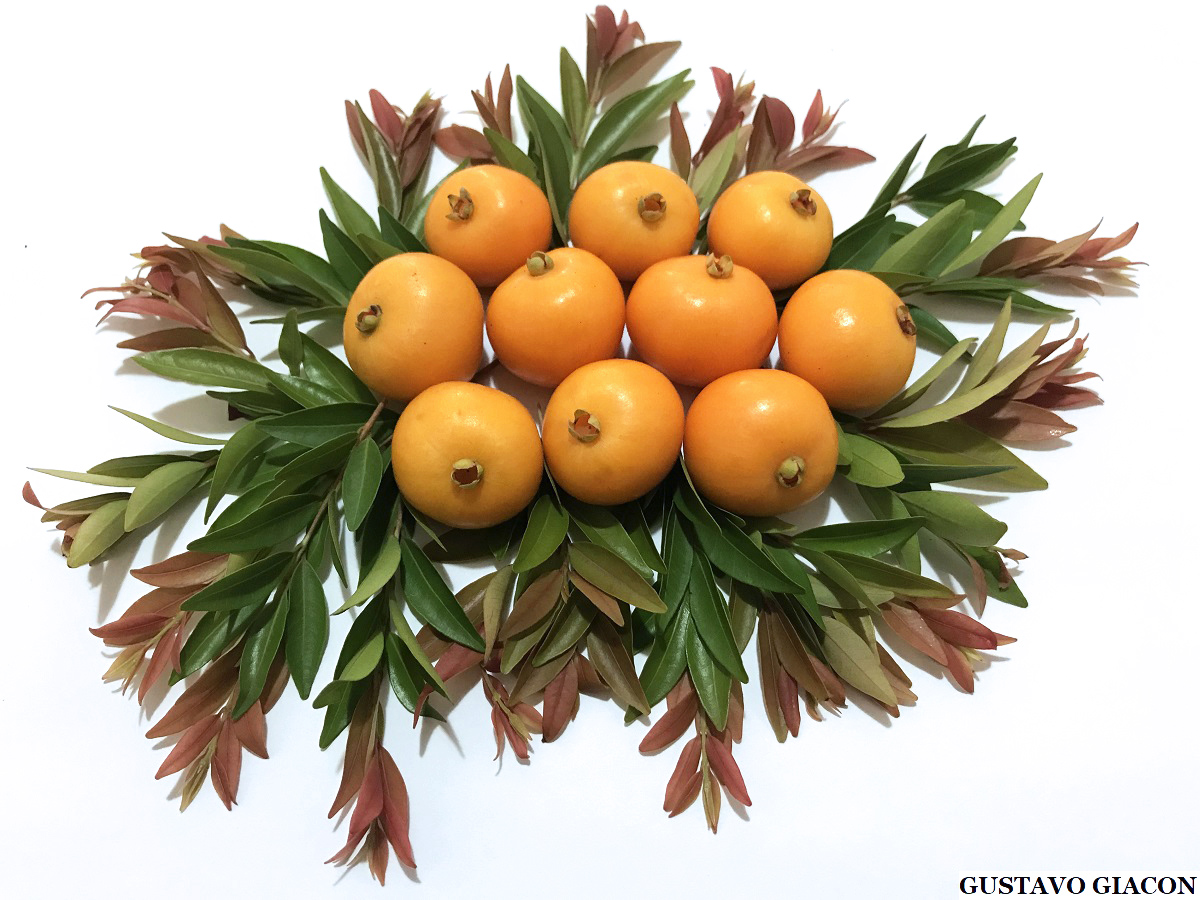 Viveiro Ciprest - Plantas Nativas e Exóticas: Uvaia Lisa ( Eugenia ...