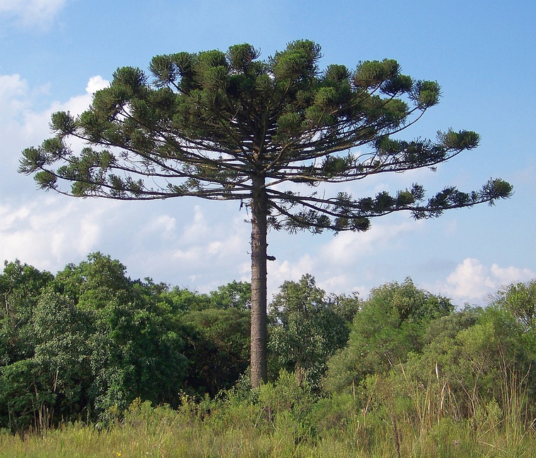 Marceneiro em Casa: Um pouco sobre pinus (e pinho)