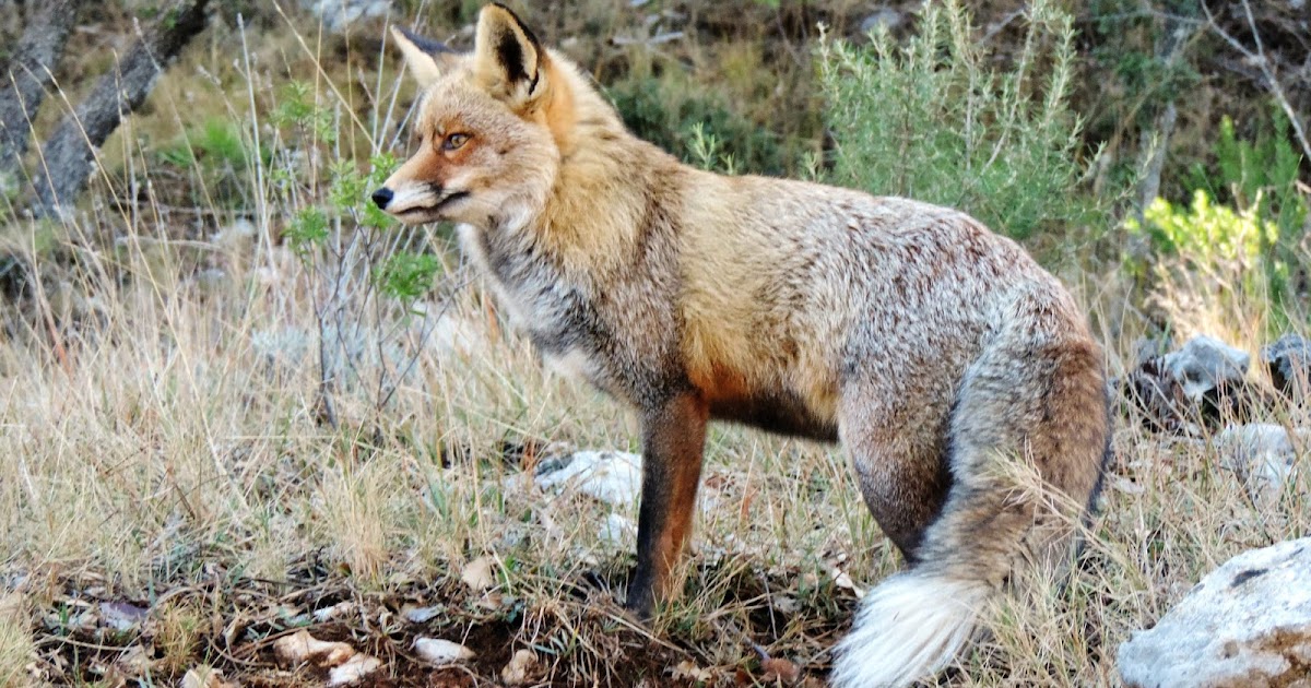 Abriendo Caminos: Zorro Común / Vulpini
