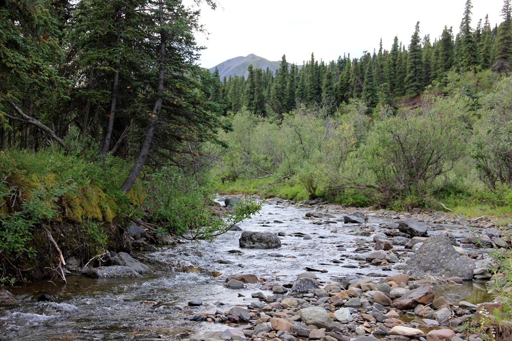 Joy of Discovery: Toklat, Denali National Park