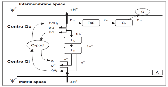 Al-kimia: MOA FUNGISIDA: RESPIRASI