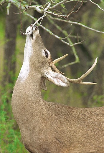 Temperate Deciduous Forest: Keystone Species