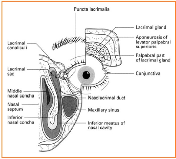 BIOLOGI GONZAGA: AIR MATA - LACRIMAL - MBRABAK
