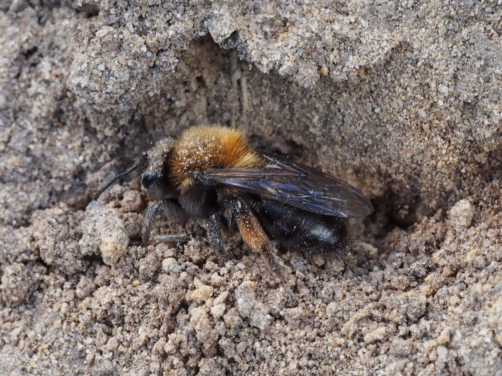 Bill's Birding: Bookham Common