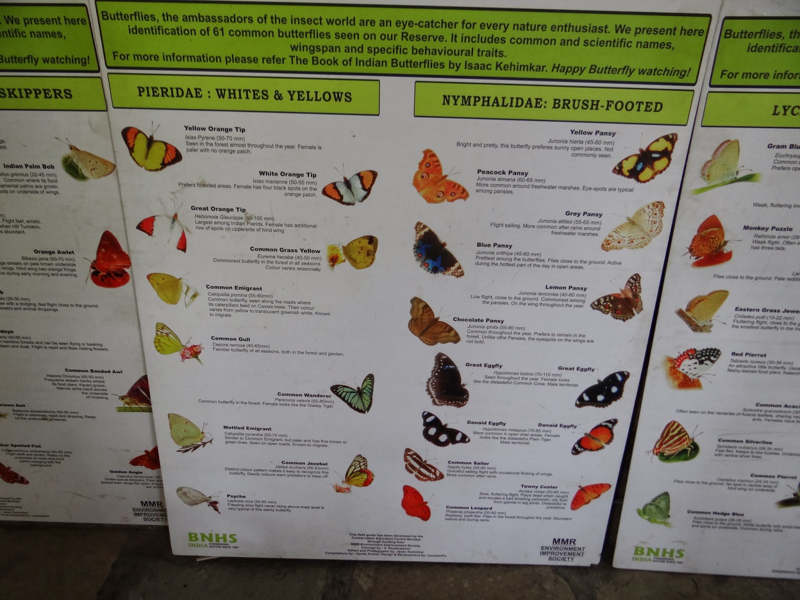Jiv's Photography: Common types of ButterFlies seen in Mumbai