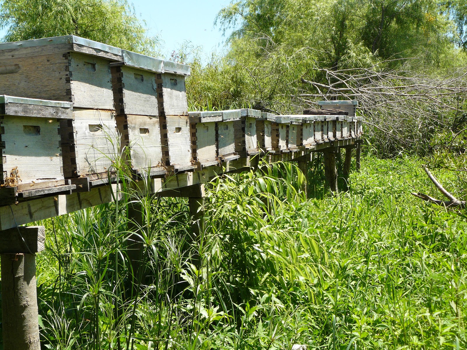 DELIVERY DE LA COLMENA: NUESTRAS COLMENAS