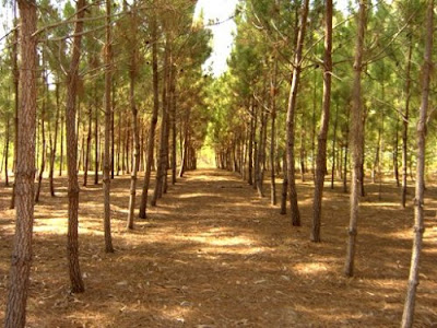 Guimarães@Leiria: Pinhal de Leiria