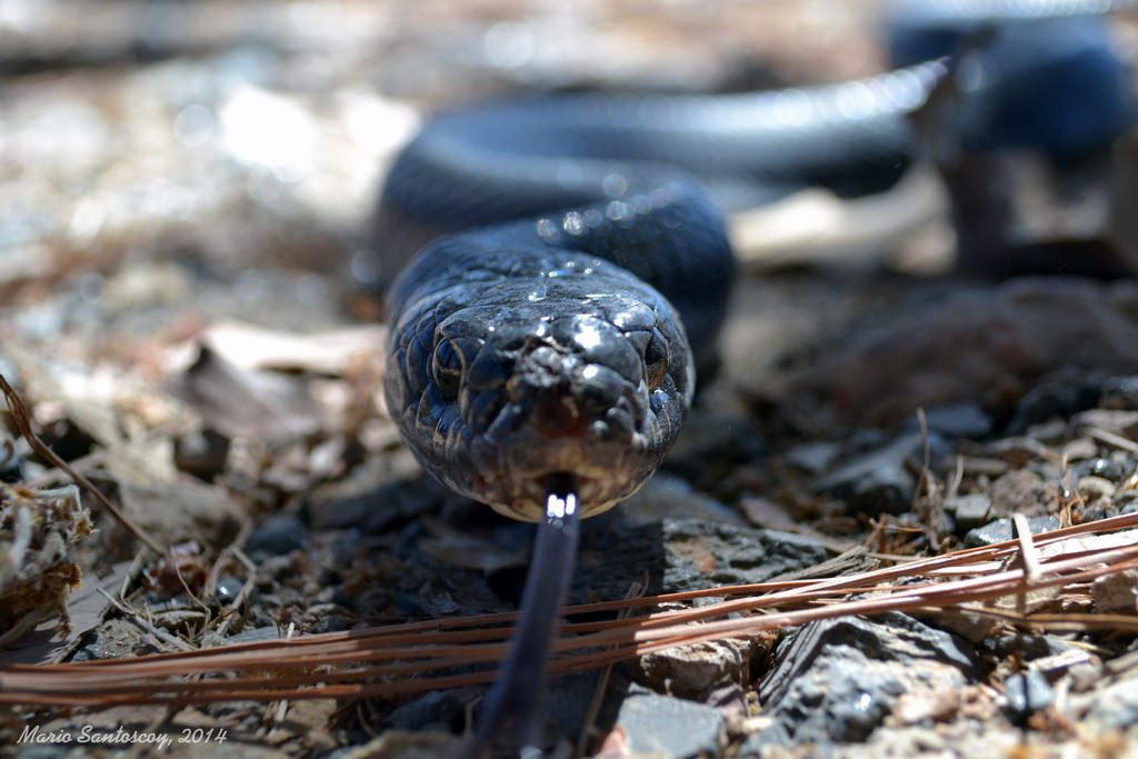 El tilcuate, una serpiente rodeada de mitos