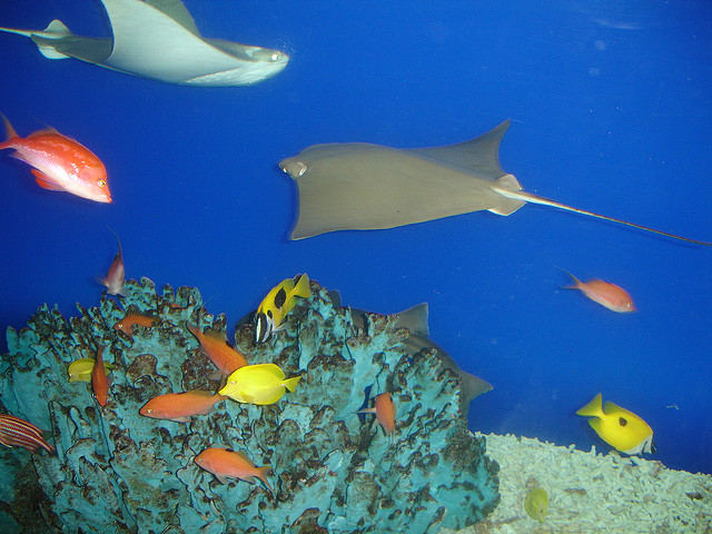 oddarena: The Most Amazing Beautiful and Colorful Fish