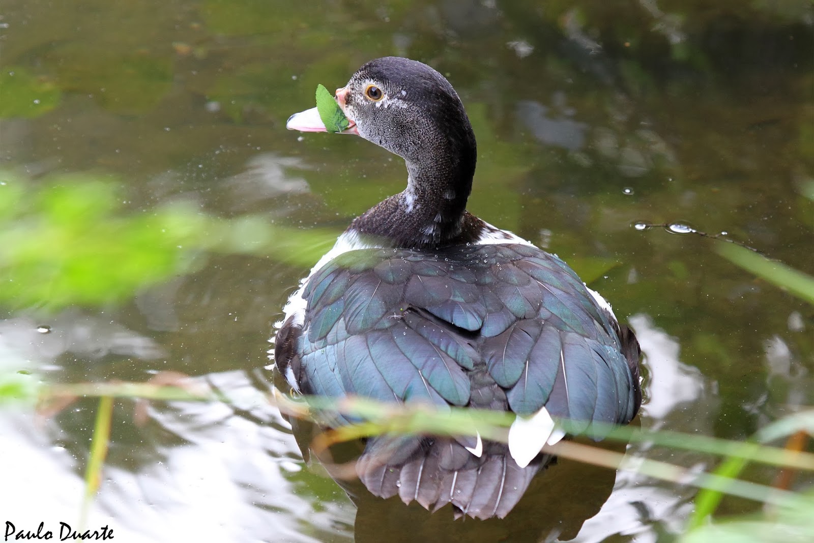 A arte de debicar: O Pato que não fala...