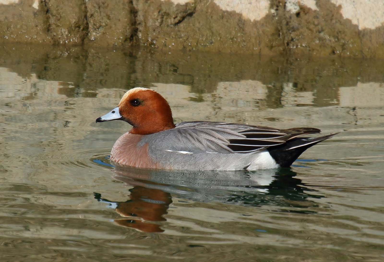 Eurasian Wigeon in Borrego Springs - Greg in San Diego