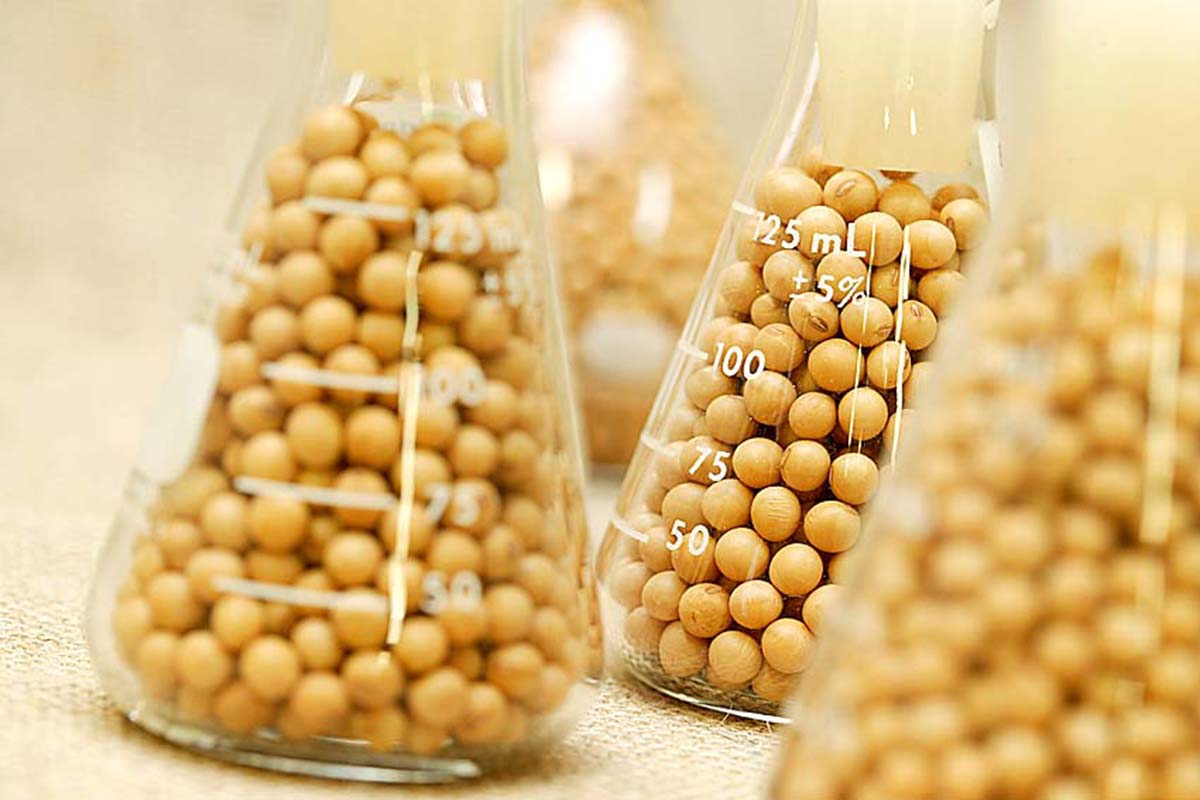 SOJA ENTRIGADA: Soja Transgênica no Brasil