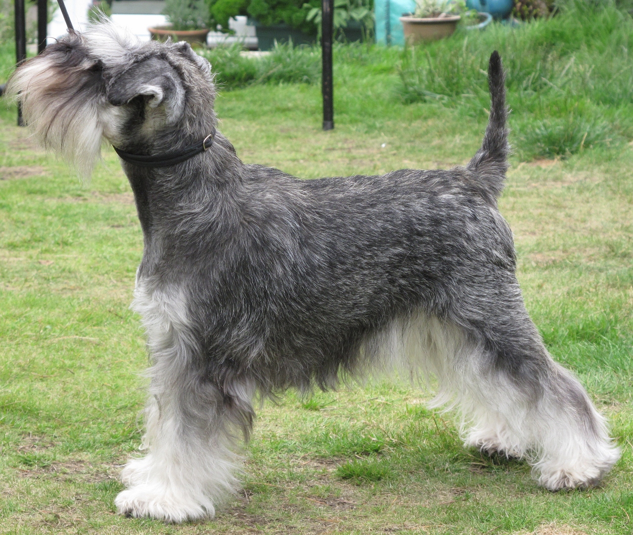 Life in the Doghouse: The Seven Wonderful Dog Groups