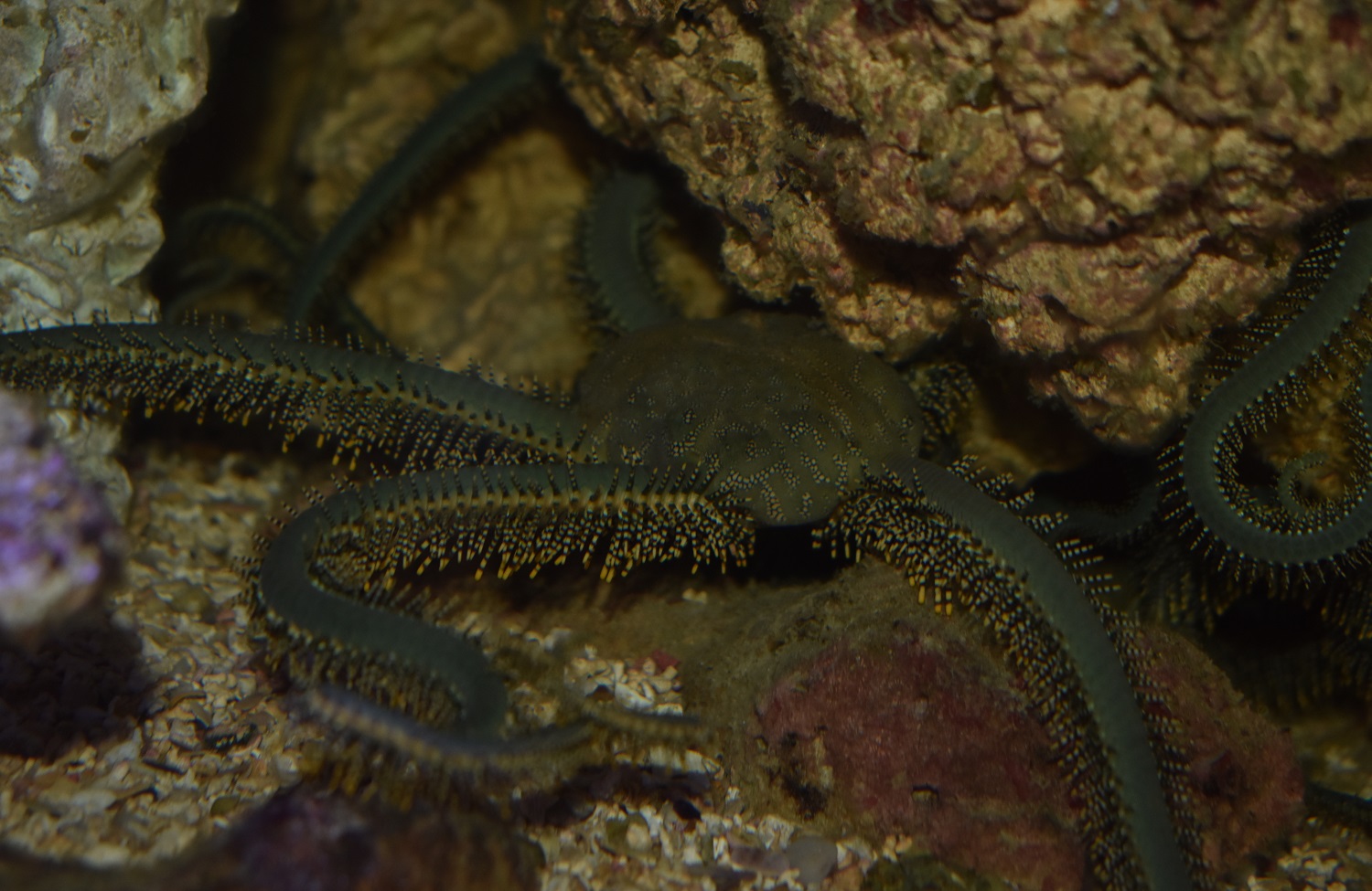 ZOOTOGRAFIANDO (5.836 ANIMALS): OFIURA VERDE / GREEN BRITTLE STAR ...