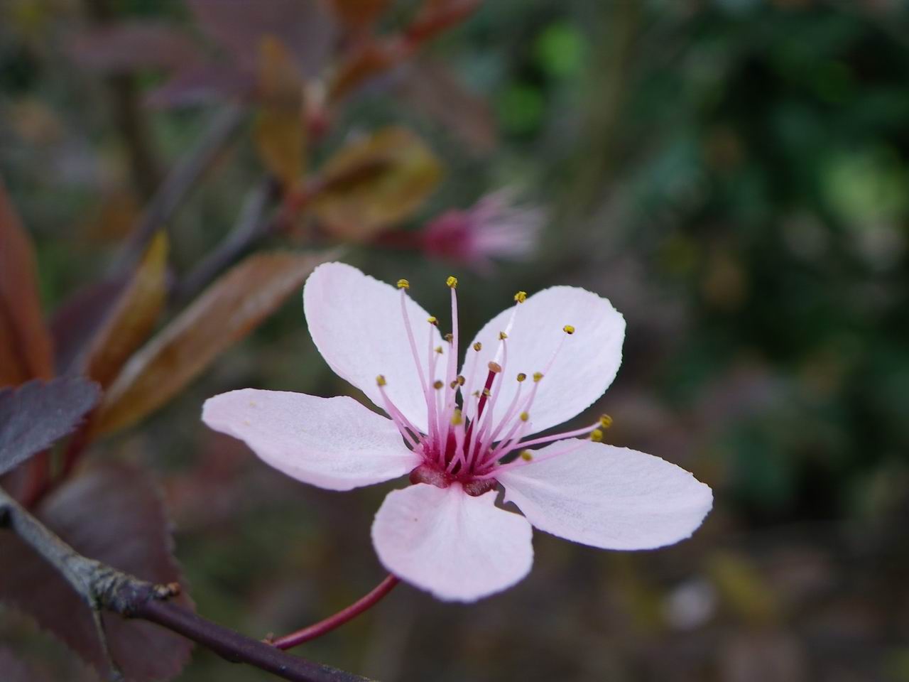 Fleurs de prunier rouge