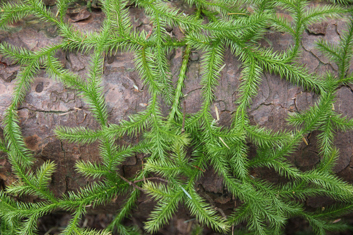 Rickshaw Unschooling: Spring